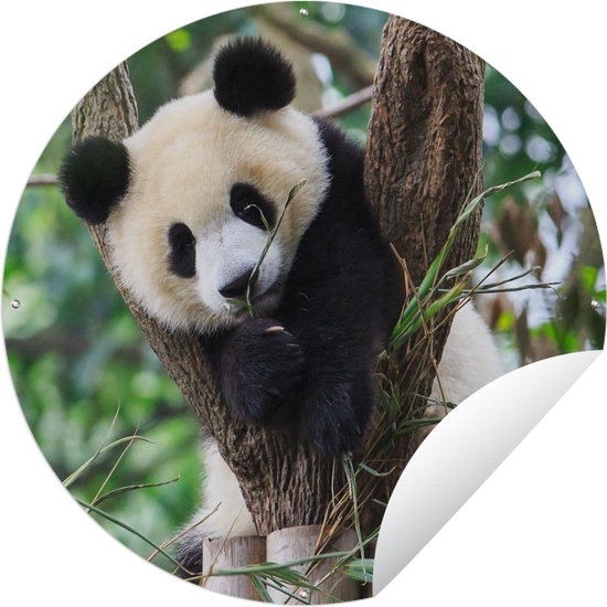 Affiche jardin autour de Panda - chiot Panda affiche jardin - affiche ...