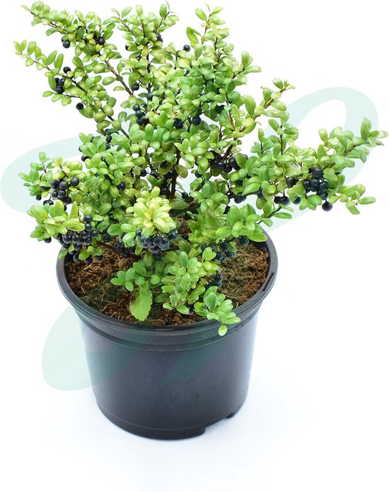 12 x Ilex Crenata 'Convexa' - Chinese Hulst in C2 pot met hoogte 20 ...