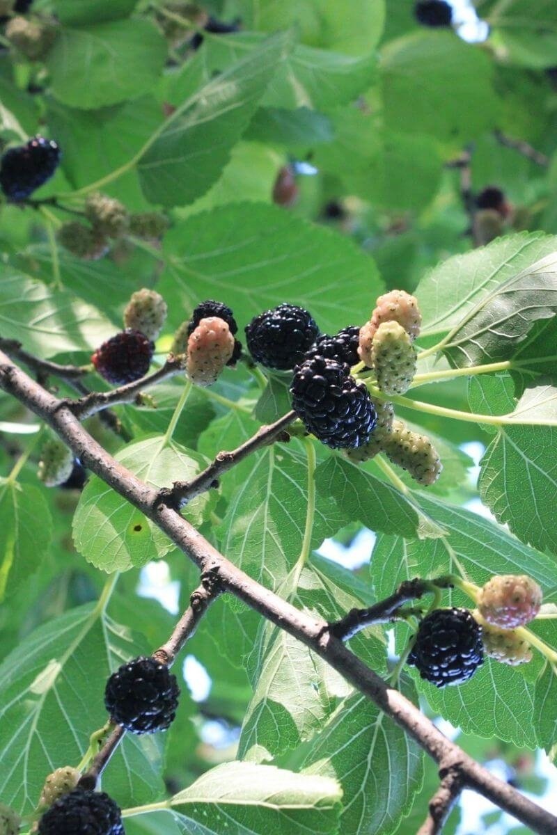 Jonge Zwarte Moerbei boom | Morus nigra | 100-150cm hoogte | bol.com