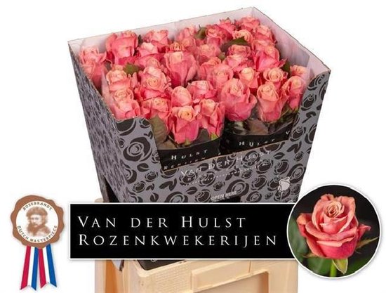 10x Rosa adele 70cm | bol