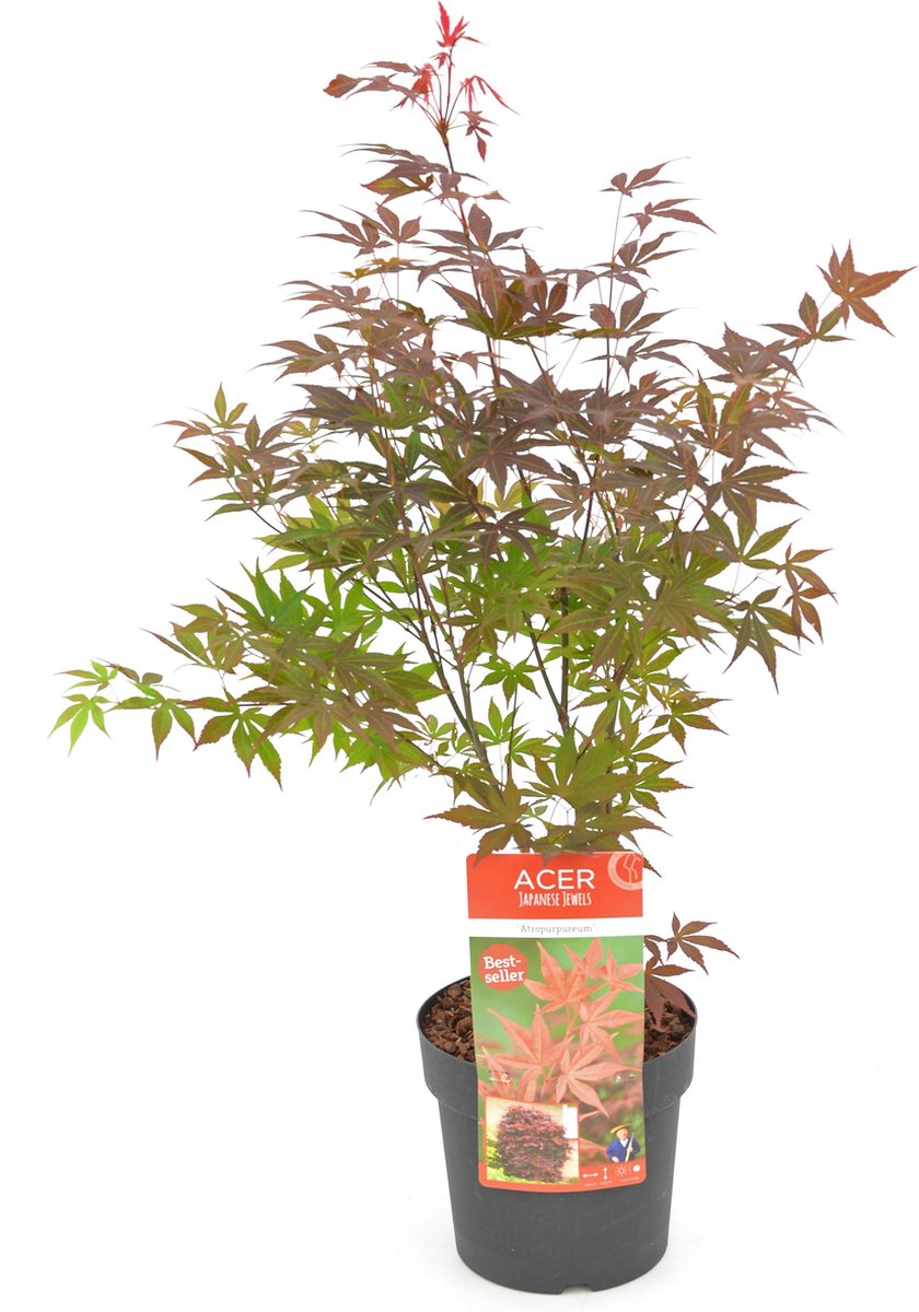 Acer palm. 'Atropurpureum' - ↨40cm - Ø19cm | bol