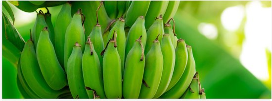 Poster (Mat) - Trossen Groene Bananen aan Bananenboom - 90x30 cm Foto ...