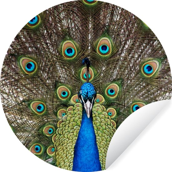 WallCircle - Muurstickers - Behangcirkel - Pauw - Kleuren - Veren - 100x100 cm -... | bol