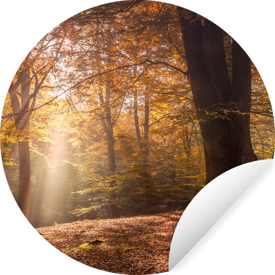 Behangcirkel - Bos - Herfst - Bladeren - Natuur - Zelfklevend behang ...