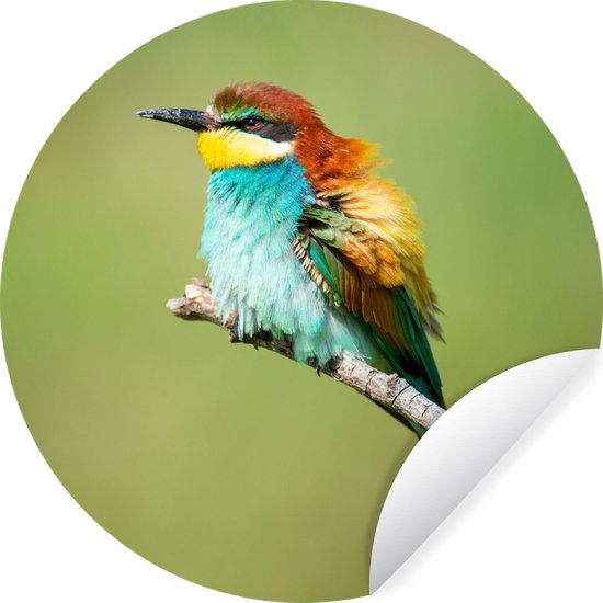 WallCircle - Muurstickers - Behangcirkel - Vogel - Dieren - Bijeneter - 100x100 cm -... | bol