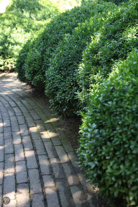 ECOstyle Buxus-AZ - 750 g - buxus meststof voor 22 planten | bol.com