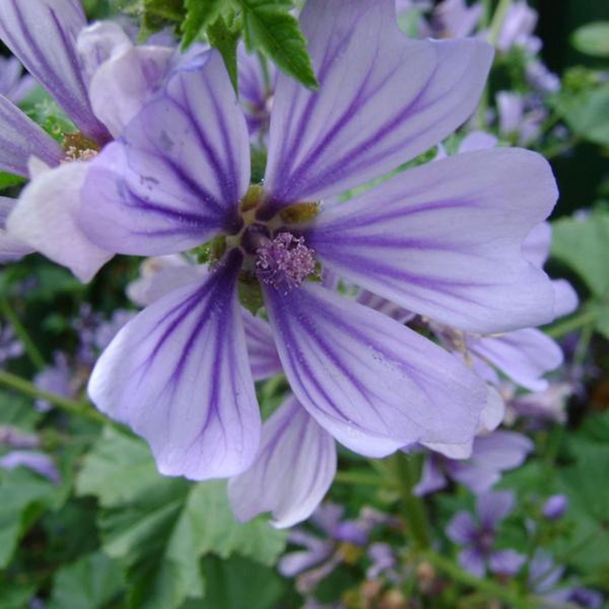 6 x Malva Sylvestris 'Primley Blue' - Grande mauve 'Primley Blue' godet ...