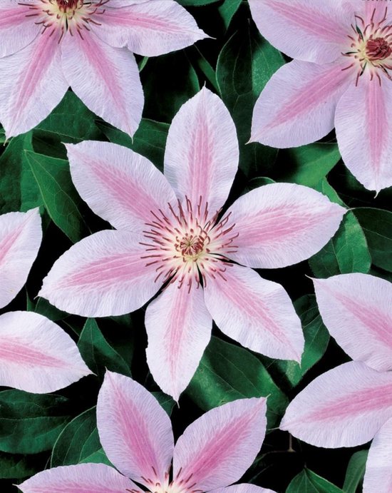 3 stuks - Van der starre - Klimplant Clematis John Paul II 75 cm | bol