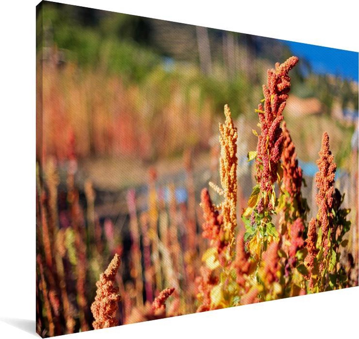 Canvas Schilderij De rode quinoa plant in de natuur - 140x90 cm ...