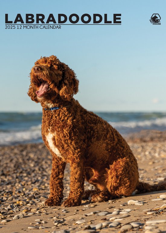 Labradoodle A3 Kalender 2025 | bol