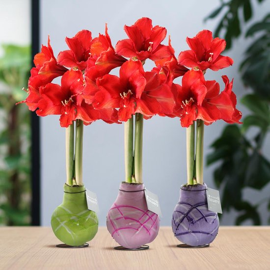 Green Harmony | (wax amaryllis) | Waxz® Art Monet Mix (3 pack) + Red ...