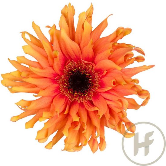 DutchFlowers - Boeket - 45x Gerbera pasta scott 40cm | bol