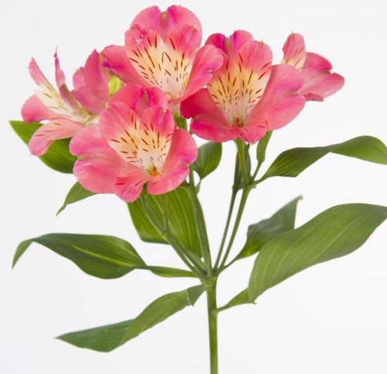 DutchFlowers - Boeket - 10x Alstroemeria noa 70cm | bol