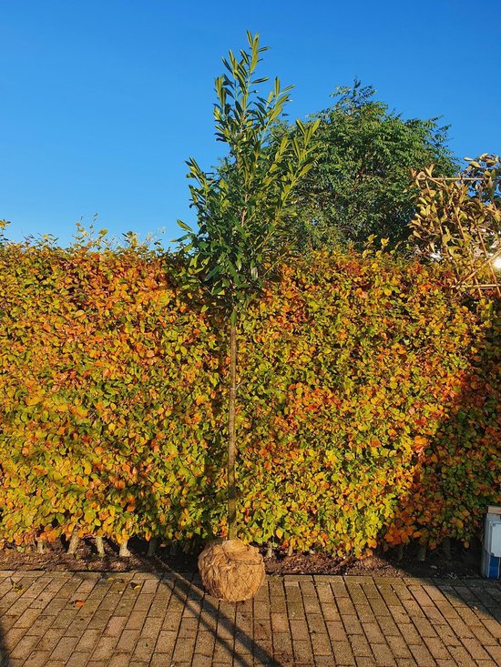 Laurierboom - Prunus laurocerasus Caucasica | Omtrek: 6-10 cm | Hoogte ...