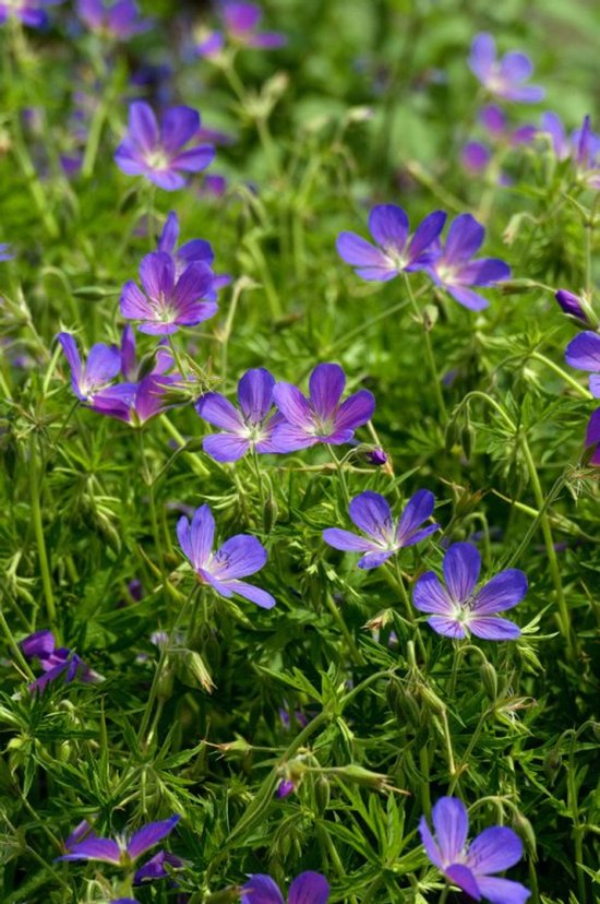 Plants Online - Tuinplanten - Vaste planten - Set van 5 - Geranium ...