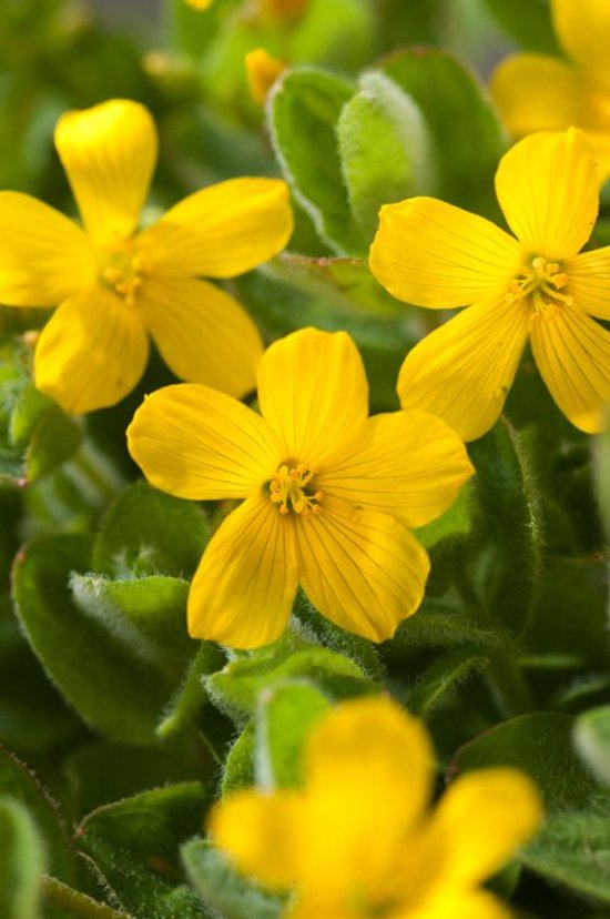 Plants Online - Tuinplanten - Heesters - Set van 1 - Hypericum elodes ...