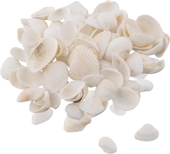 Kleine Zeeschelpen - 180g Witte Schelpen - 2-3cm Grote Natuurlijke Zee ...