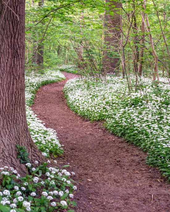 Diamond painting - Vierkante steentjes - Diamond painting volwassenen ...