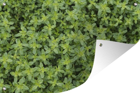 Planter du thym vert d'en haut Poster de jardin 90x60 cm - Toile de ...