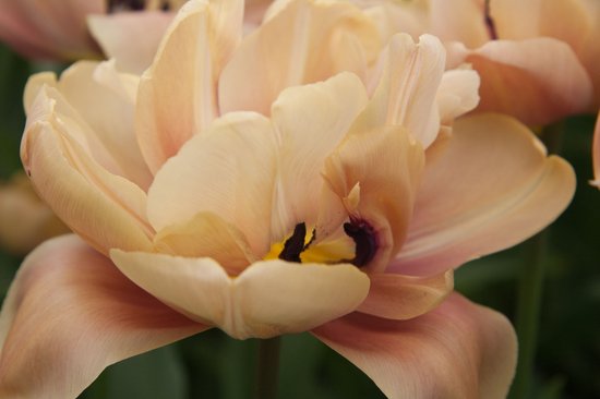 20x Tulpen 'La belle epoque' - BULBi® bloembollen en planten met ...