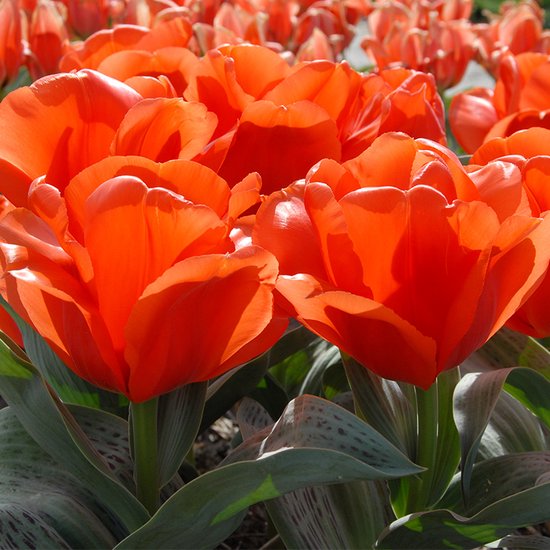 Tulp Giant Orange Sunrise | 10 stuks | Greigii | Oranje | bol