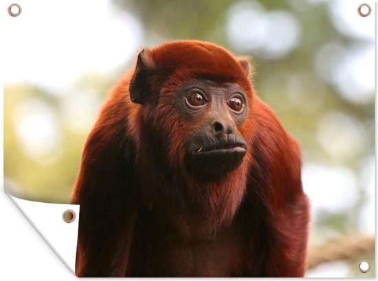 Muurdecoratie buiten Close-up van een rode brulaap - 160x120 cm ...