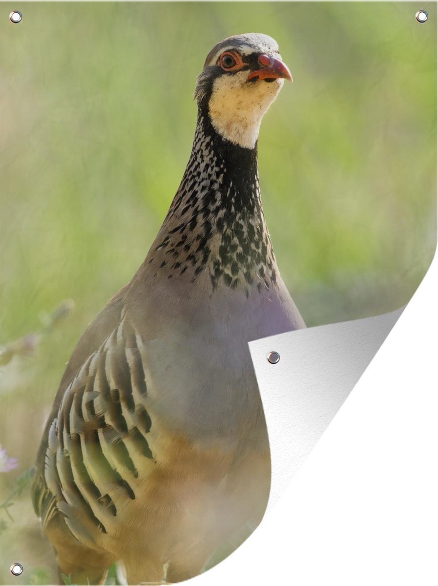 Muurdecoratie buiten Portretfoto van een Rode patrijs - 120x160 cm ...