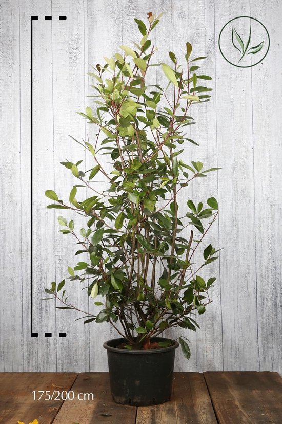 10 stuks | Glansmispel 'Red Robin' Pot 175-200 cm Extra kwaliteit - Vruchtdragend -... | bol