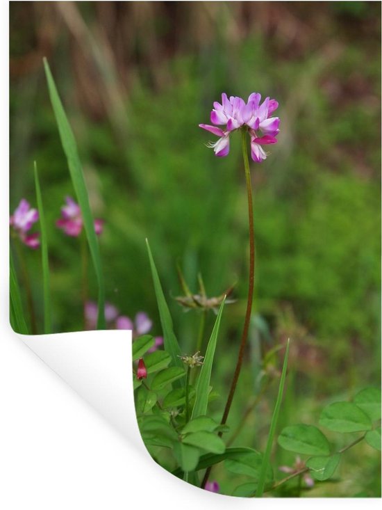 Sticker Muursticker Alfalfa - luzerne ou fleur de luzerne en pleine ...