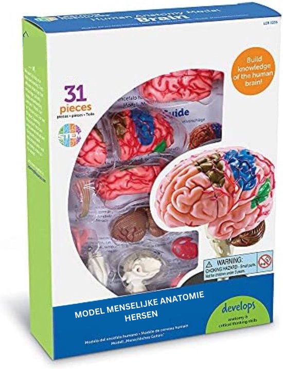 Anatomie Model - Anatomisch Model | bol