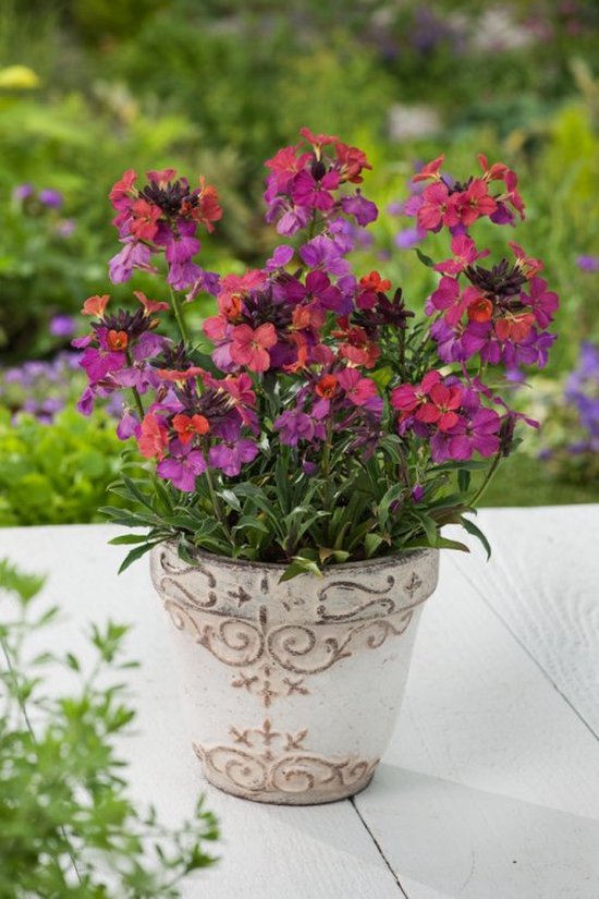 Plants Online - Tuinplanten - Vaste planten - Set van 5 - Erysimum ...