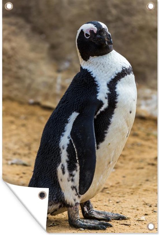 Portrait en gros plan d'une affiche de jardin Pingouin à pieds noirs ...