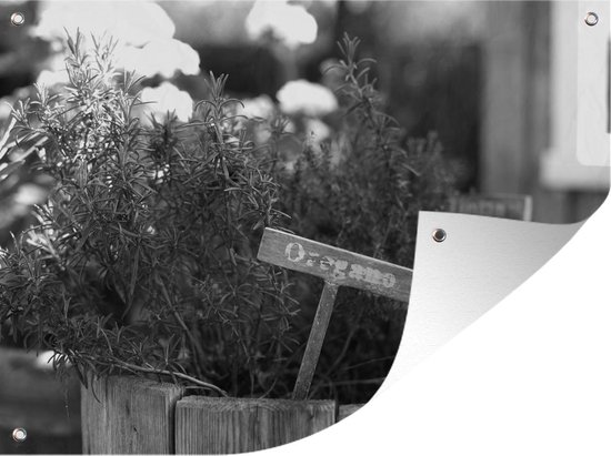 Tableau de jardin Origan dans un pot de fleurs en bois dans le jardin ...