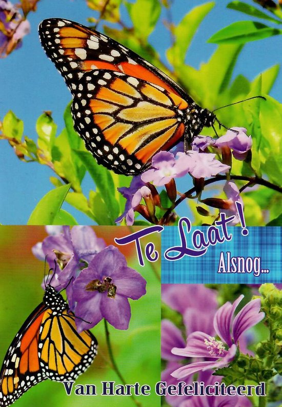 Wenskaart | 10 stuks | Te laat! alsnog... van harte gefeliciteerd | bol