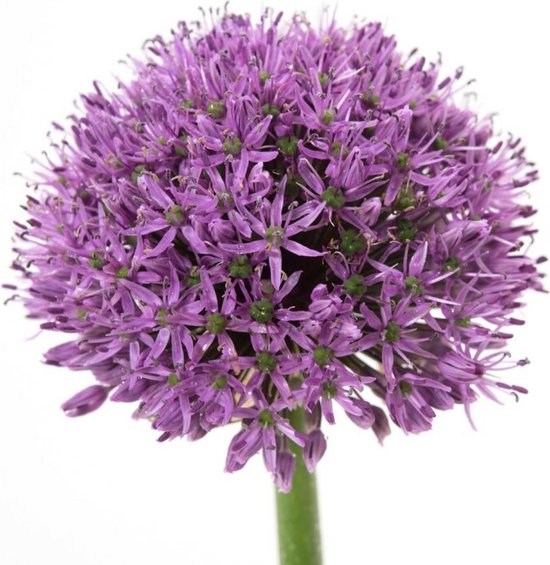 4 x Allium 'Gladiator' - Sierui Lila - Bloembollen in C2 pot met hoogte ...