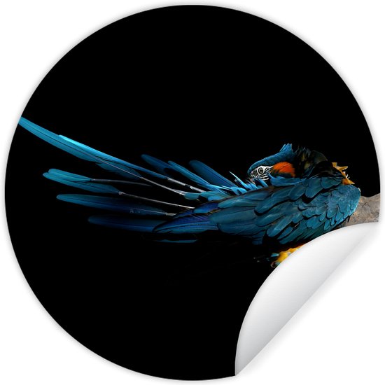 WallCircle - Muurstickers - Behangcirkel - Vogel - Veren - Tak - Zwart - 100x100 cm -... | bol