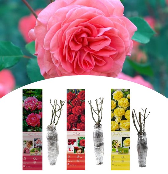 NatureNest - Trosroos - Rosa Polyantha - 3 stuks - 35-38 cm | bol