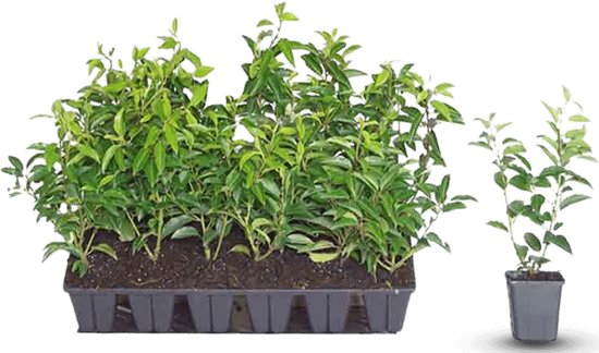 18 stuks | Portugese Laurier P9-tray - Bloeiende plant - Compacte groei ...