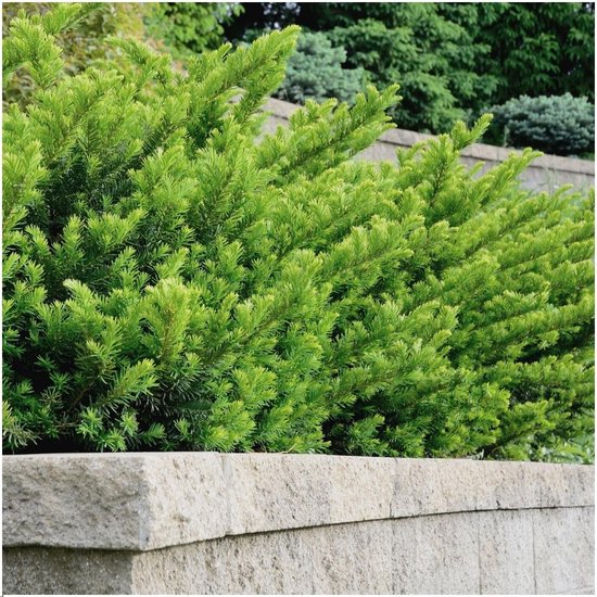 MaatShopXL | Plants By Frank - 1 Meter Venijnboom Haag - Taxus Media ...