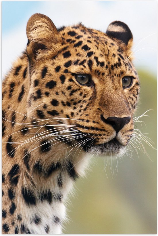 WallClassics - Poster (Mat) - Luipaard Hoofd - 40x60 cm Foto op ...
