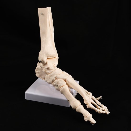 Anatomisch Model Voet & Enkelgewricht - Skeletmodel Linkervoet voor ...