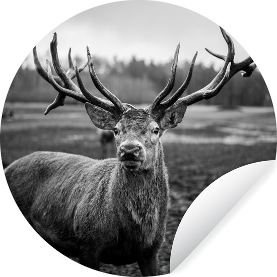 Behangcirkel - Zelfklevend behang - Dieren - Hert - Gewei - Bos - Natuur - 80x80 cm -... | bol