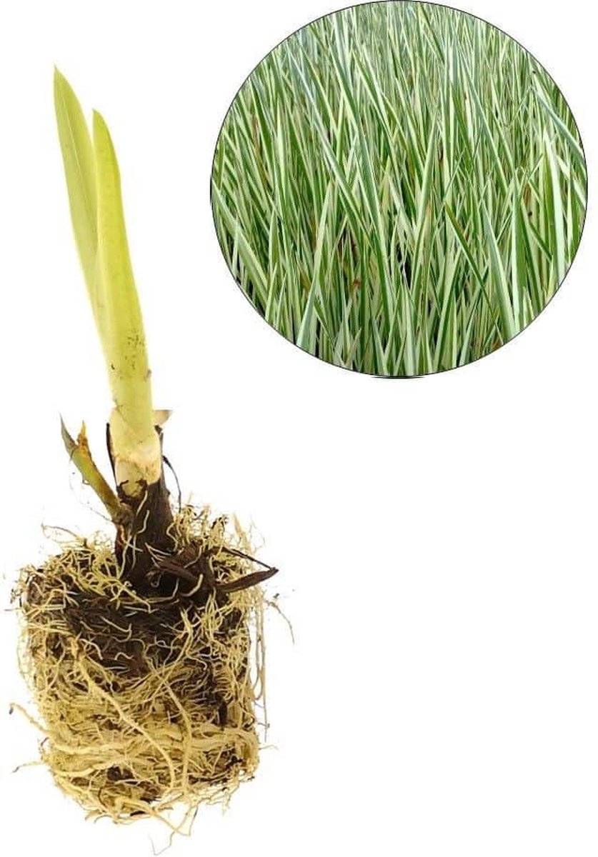 VDVELDE Kalmoes Acorus Calamus Variegatus - Voor ca. 2,5 m² - 30 losse ...