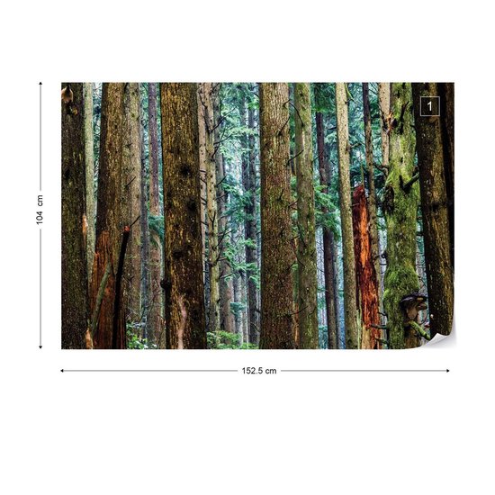 Fotobehangkoning - Fotobehang - Vliesbehang - Behang - Bomen - Bos ...