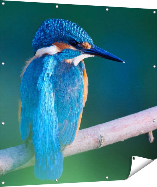 Gards Tuinposter Blauwe IJsvogel op een Tak - 120x120 cm - Tuindoek - Tuindecoratie -... | bol