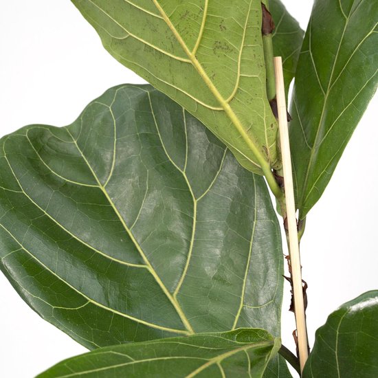 Hello Plants Ficus Lyrata Vioolbladplant - Ø 17 cm - 75 cm - Kamerplant ...