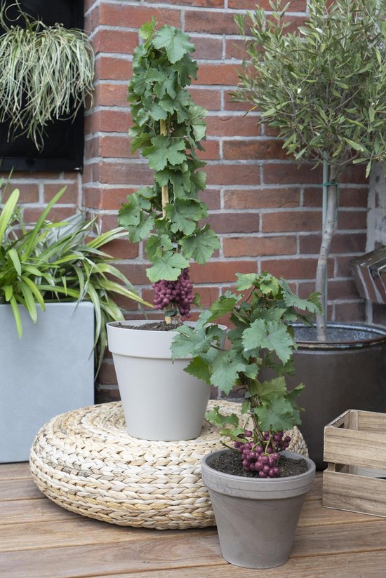 Hello Plants Vitis Pixie Cabernet Franc Blauwe Druiven - Druivenplant ...