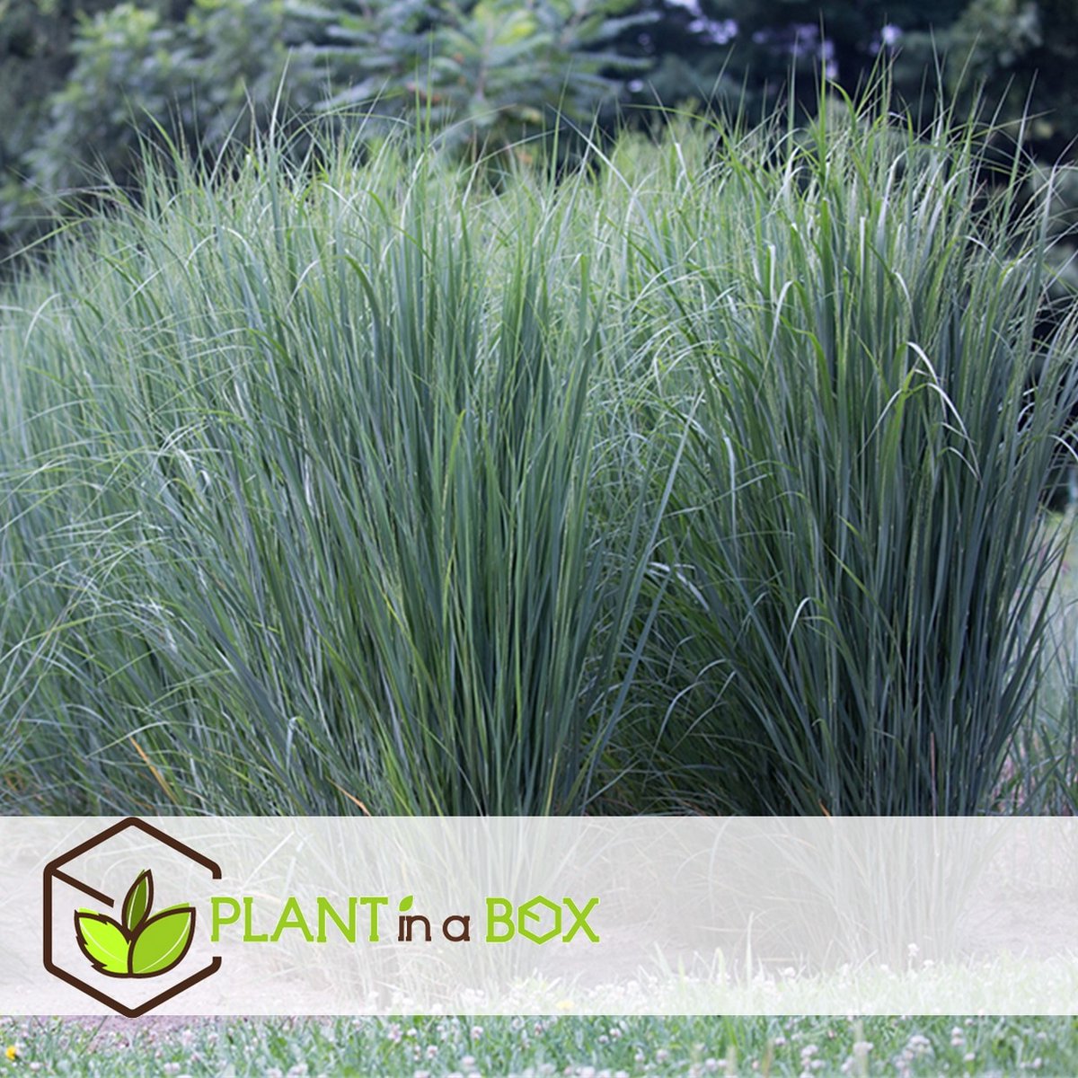 Plant in a Box - Panicum virgatum - Set van 2 - Panicum northwind ...