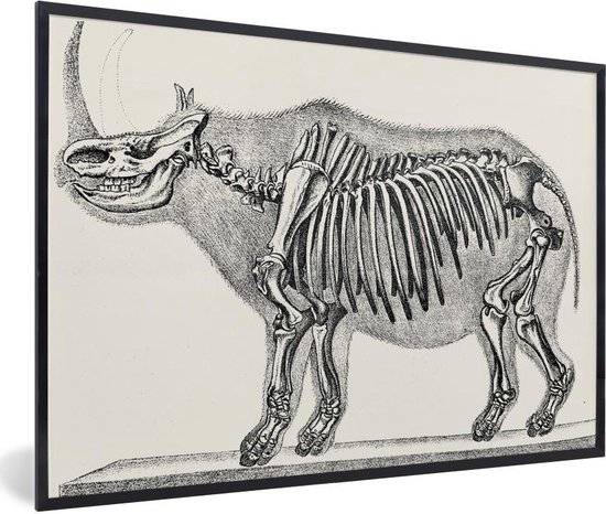 Fotolijst incl. Poster - tekening van een wolharige Neushoorn - 120x80 ...