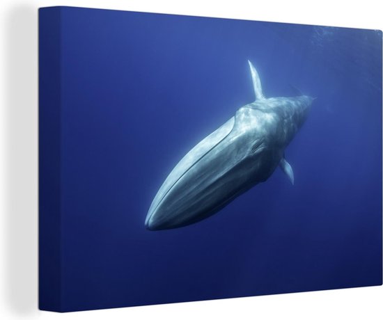 Canvas Schilderij Blauwe vinvis - Oceaan - Walvis - 140x90 cm ...
